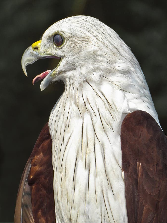 The sea eagle stock image. Image of nose, cheek, blond - 182887955