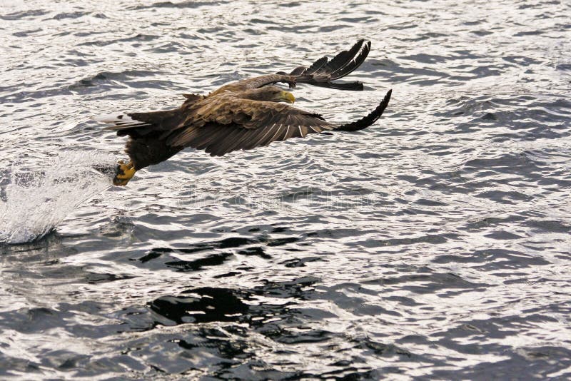 Sea eagle stock photo. Image of hunt, buildings, largely - 5558046
