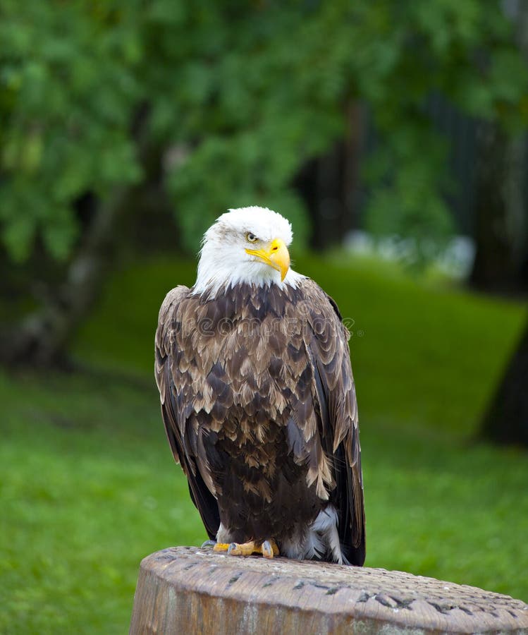 Sea eagle standing stock photo. Image of eagles, head - 40309668
