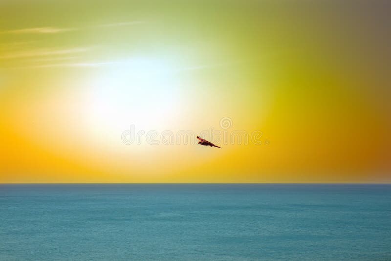 The Sea Eagles. Kites Over the Indian Ocean Stock Photo - Image of ...