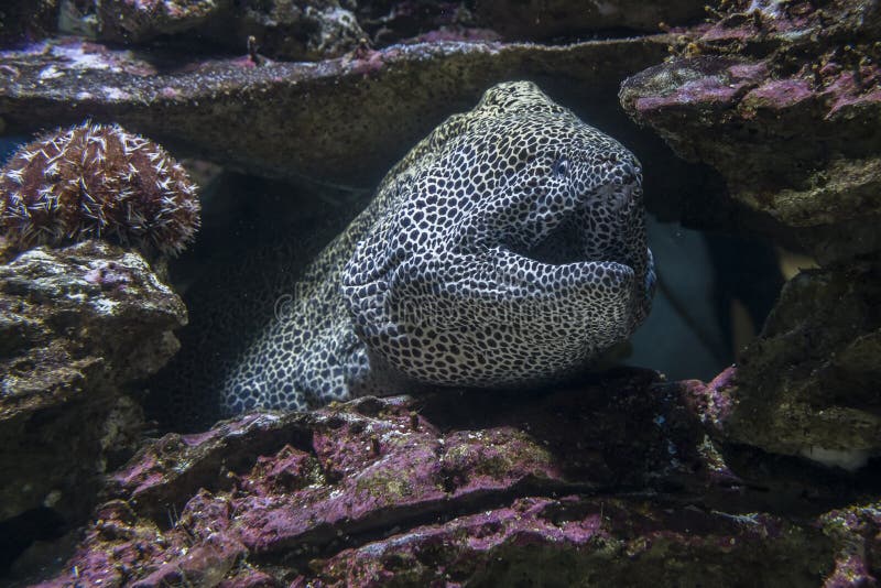 Sea Eel among Rocks Under Water Stock Photo - Image of underwater ...
