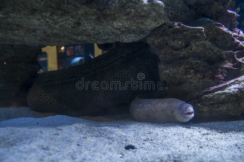 Sea Eel among Rocks Under Water Stock Photo - Image of deepwater ...