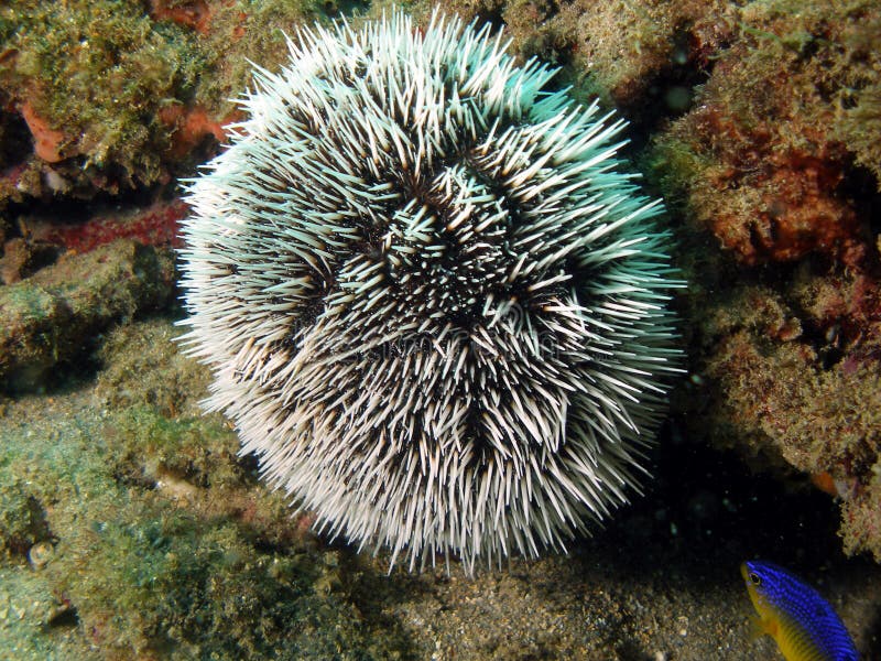 Sea Egg stock image. Image of underwater, natural, oceanic - 11114313