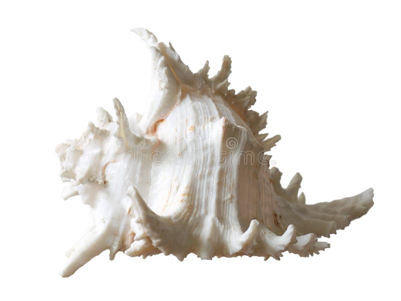 Sea Elements on White Background, Seashell, Conch Shell, Stock Photo ...