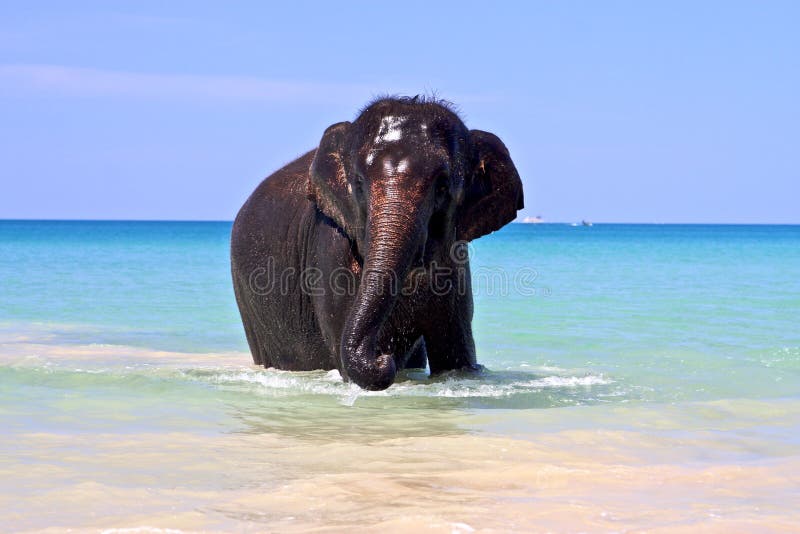 Sea elephant stock image. Image of save, large, happy - 10276053
