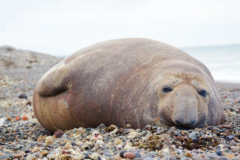 Sea elephant stock image. Image of mammal, water, front - 11879831