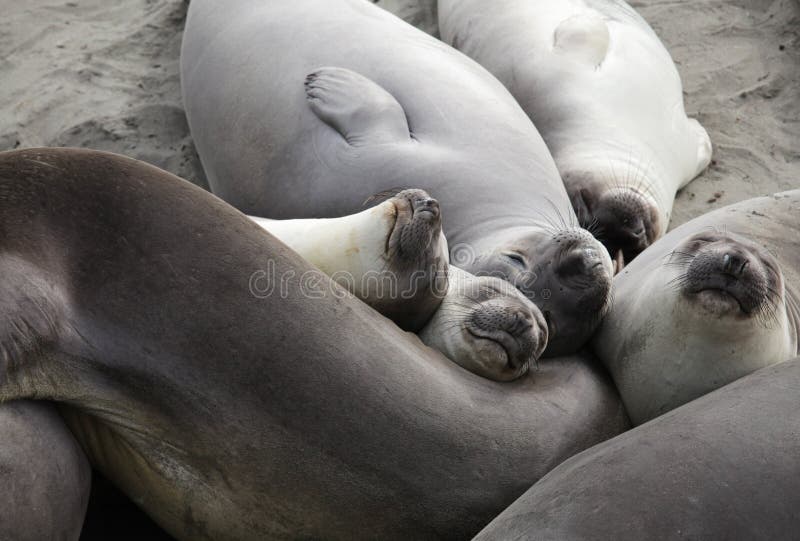 Sea elephant stock photo. Image of rest, mammal, seal - 11901356