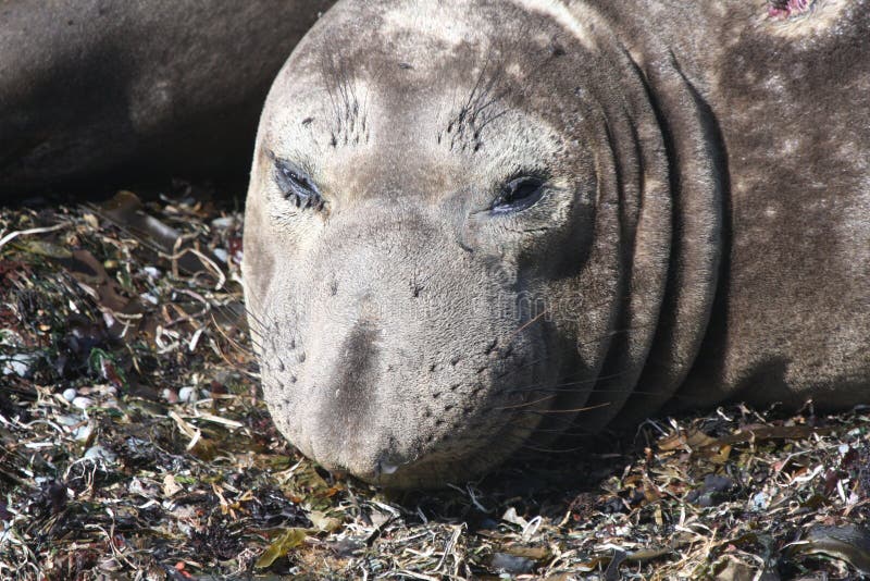 Sea elephant stock photo. Image of california, wild, ocean - 16943154