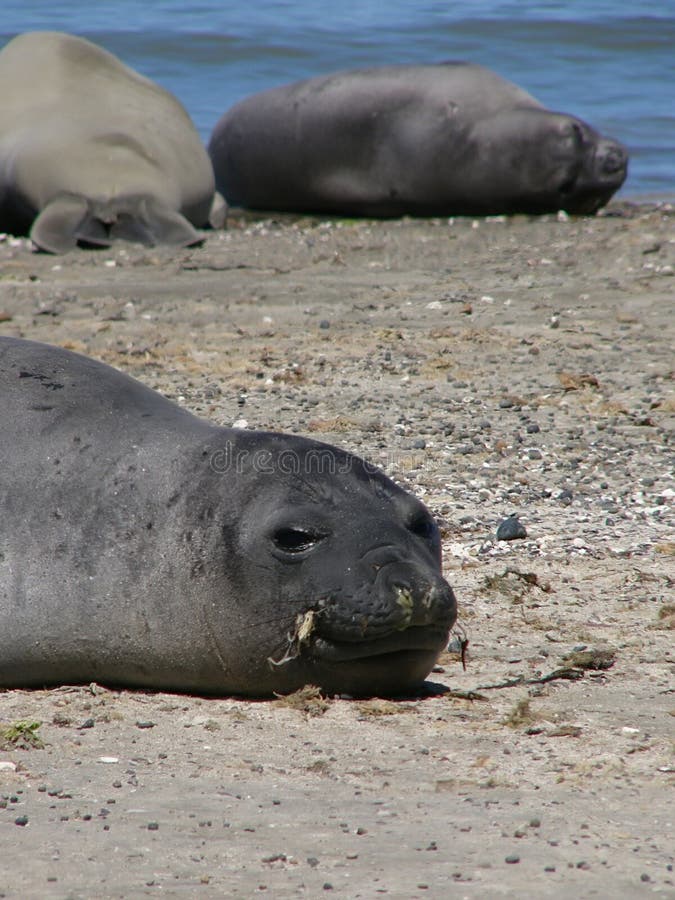 Sea elephant stock image. Image of elephant, beach, reserve - 26795575