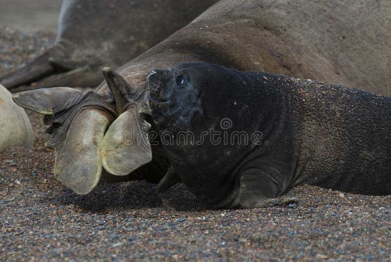 Sea elephant stock image. Image of puerto, elefante - 134144265