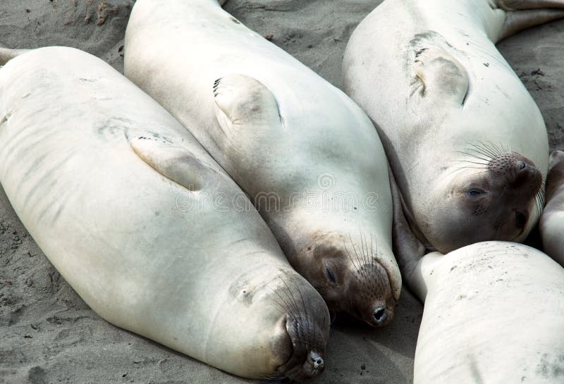Sea elephants stock photo. Image of reserve, marine, coast - 54186654