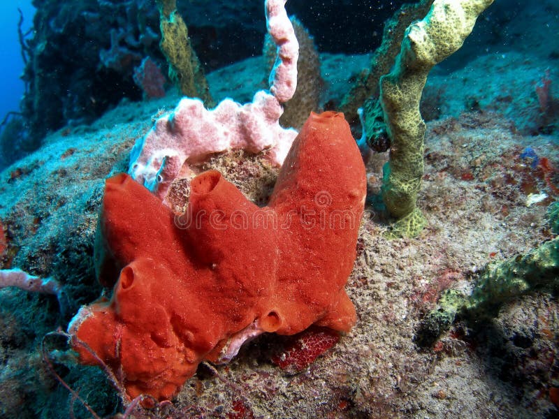 Sea Emperor stock image. Image of bahamas, knobby, discover - 6484073