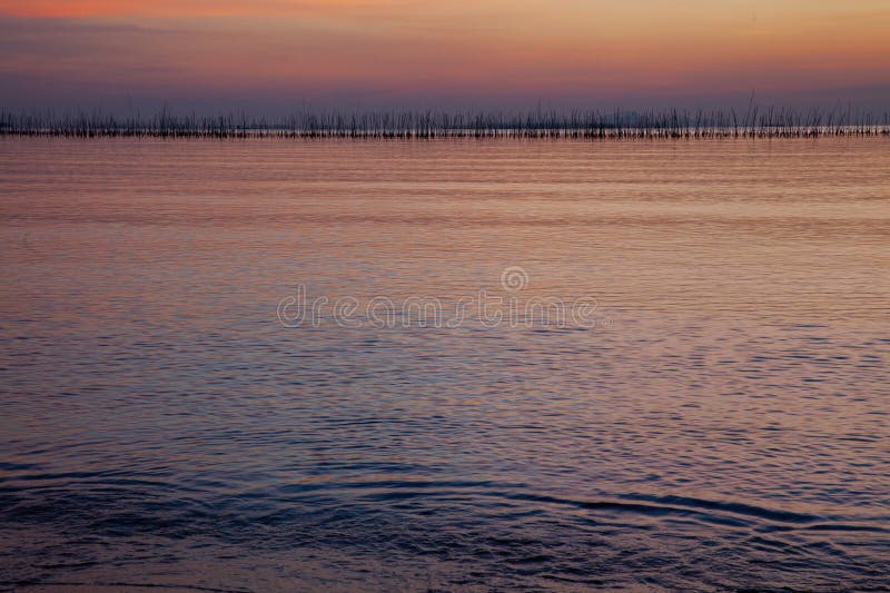 The Sea in the Evening with Poles Planted for Shellfish Farming Stock ...