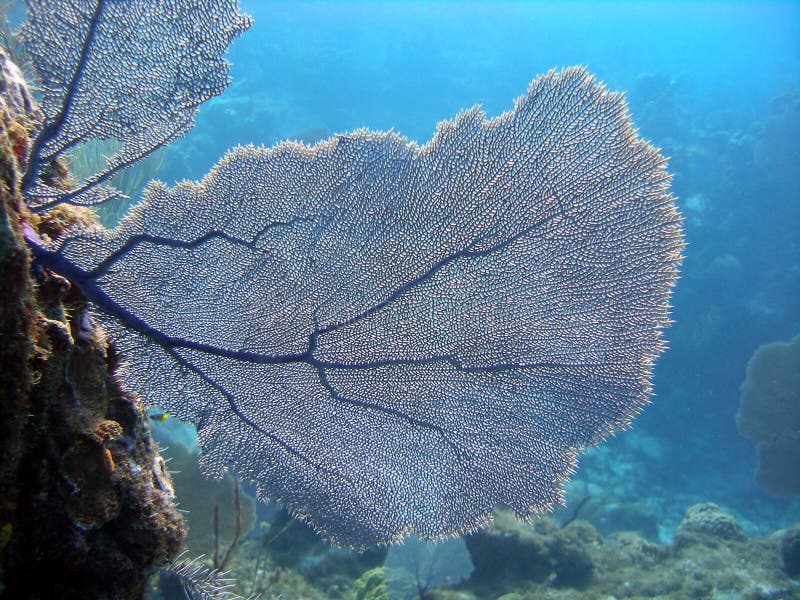 Sea Fan stock image. Image of scuba, tropical, environment - 10973203