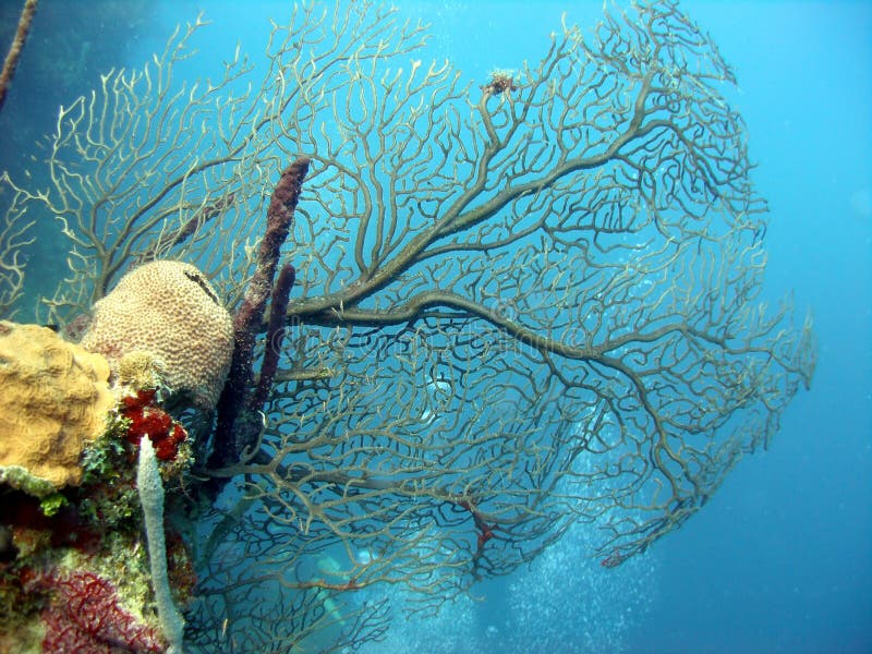 Sea Fan Picture. Image: 17731488
