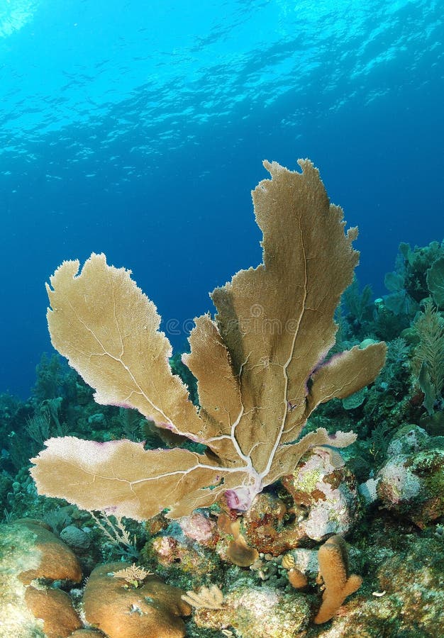 Sea fan in blue sea stock photo. Image of flora, clear - 22643266