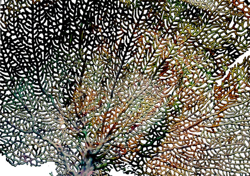 Sea Fan, Color Solarization Stock Image - Image of network, design ...