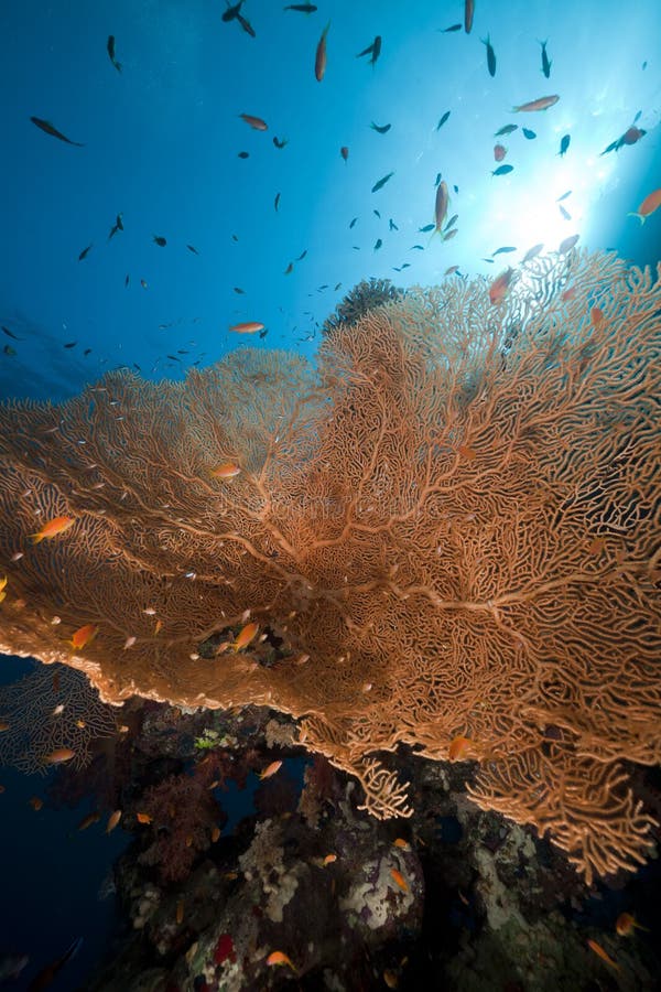 Sea Fan, Coral And Fish In The Red Sea. Picture Image: 18193474