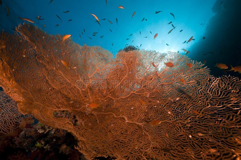 Sea Fan, Coral And Fish In The Red Sea. Picture Image: 18231894