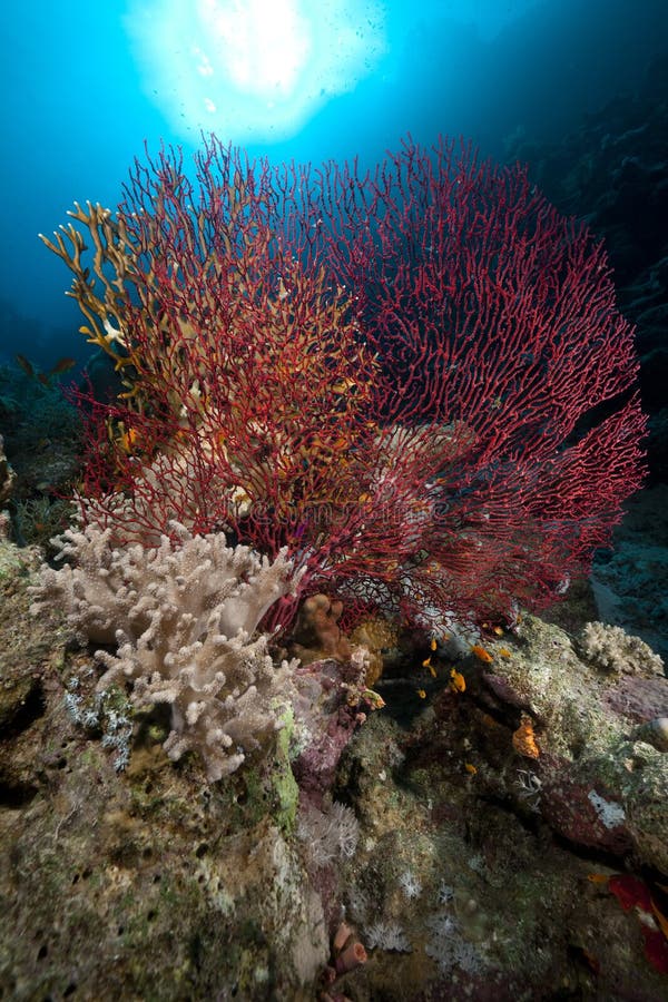 Sea Fan, Coral and Fish in the Red Sea. Stock Image - Image of ...