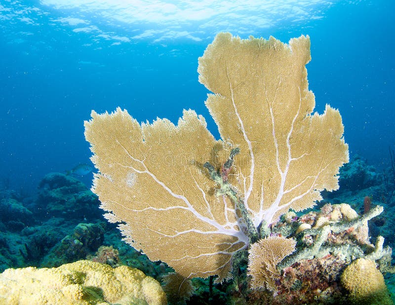 Sea Fan on a Coral Ledge stock photo. Image of coral - 17632584