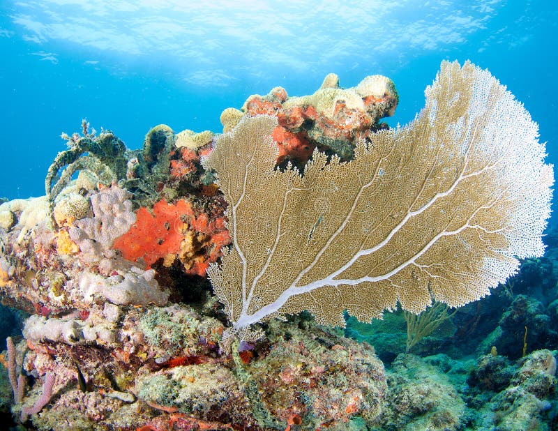 Sea Fan on a Coral Ledge stock photo. Image of reef, oceanography ...