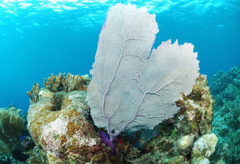 Sea fan in coral reef stock photo. Image of serenity - 22722472