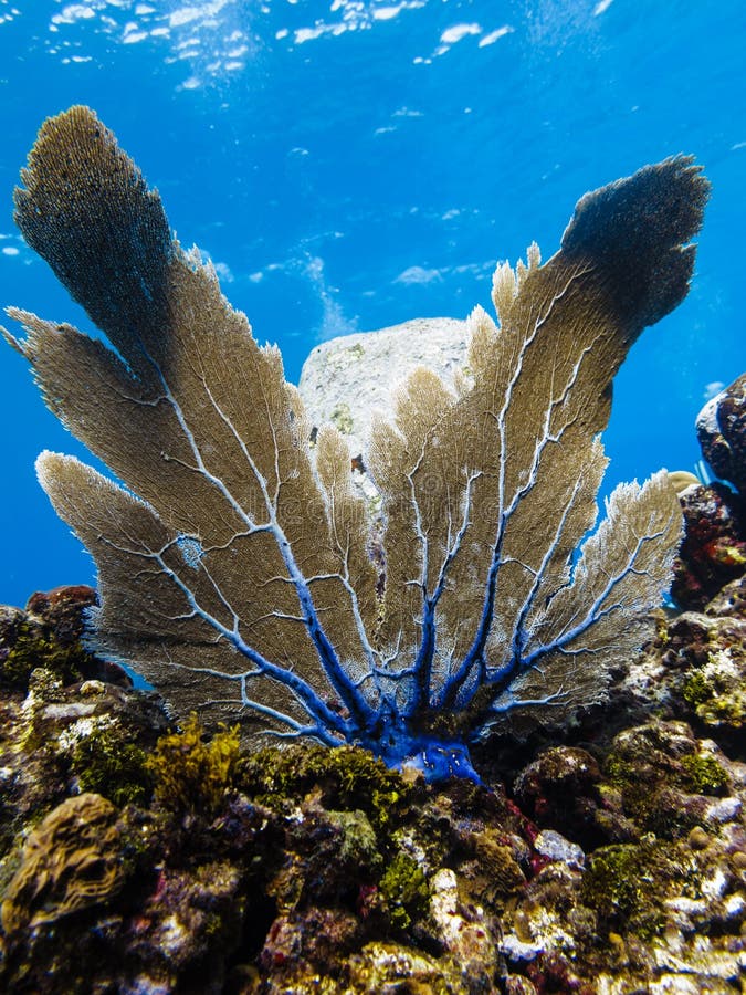 Sea fan on coral reef stock photo. Image of underwater - 24629534