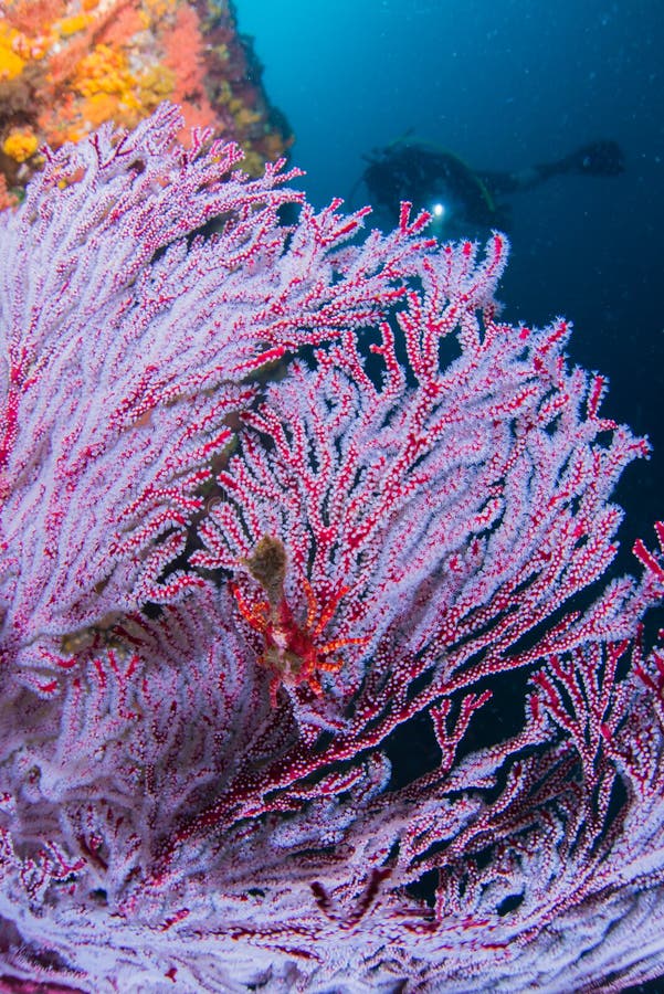 Sea fan crab stock photo. Image of adventure, plant, female - 73100834