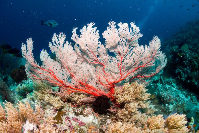 Sea Fan stock photo. Image of pink, underwater, dive - 74534204