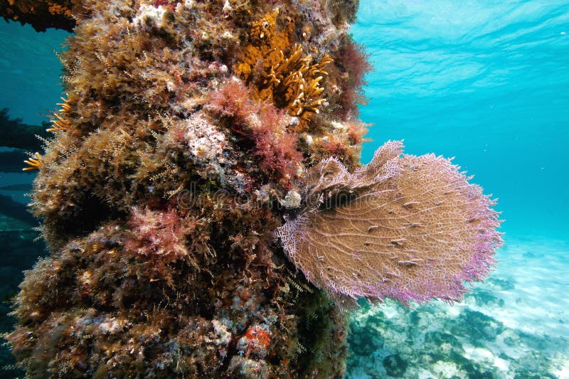 Sea Fan on Lighthouse Piling, Islamorada, Florida Stock Image - Image ...