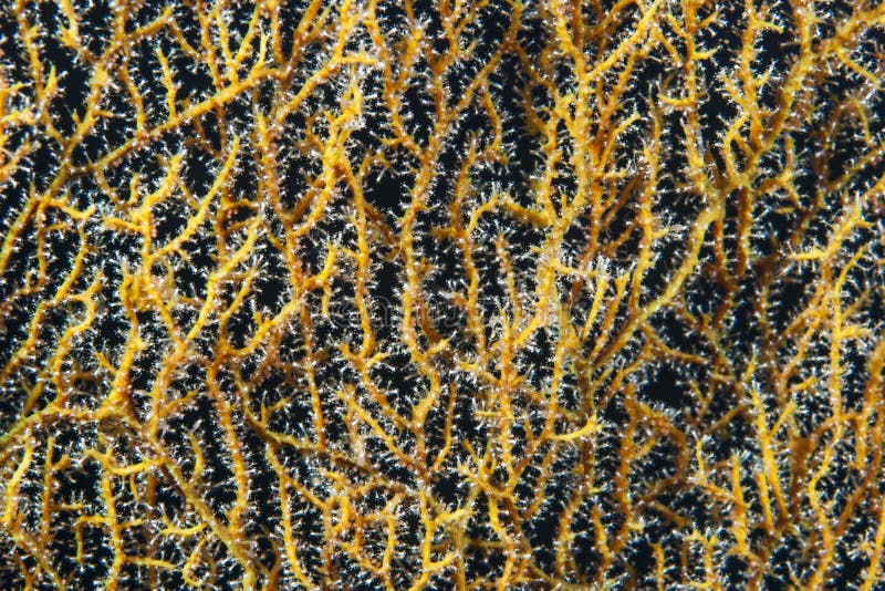 Detail of a Sea Fan with Open Polyps Stock Image - Image of ...