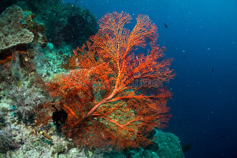 Colorful Undersea View with Corals and Sea Sponges Stock Photo - Image ...