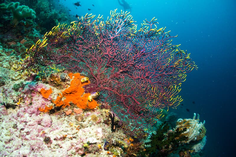 Sea Fan stock image. Image of reef, diving, seafan, underwater - 74534493