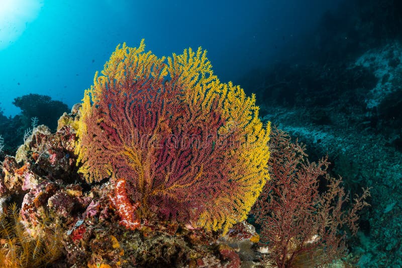 Sea Fan on the Slope of a Coral Reef Stock Photo - Image of gorgon ...