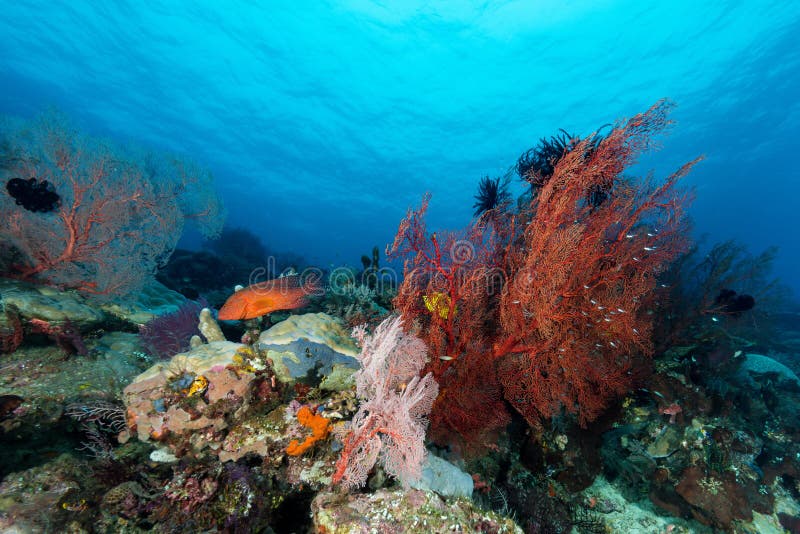 Sea Fan on the Slope of a Coral Reef with Visible Water Surface and ...