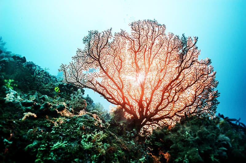 Sea Fan Soft Coral in the Ocean Stock Photo - Image of leaf, dive ...