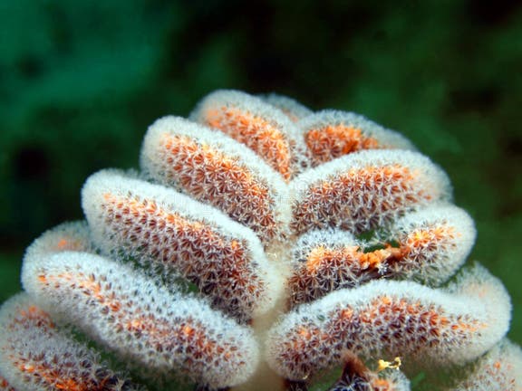 Sea feather stock image. Image of coral, underwater, dive - 29525517