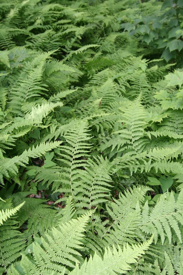 Sea of Ferns stock image. Image of texture, shade, green - 3200003