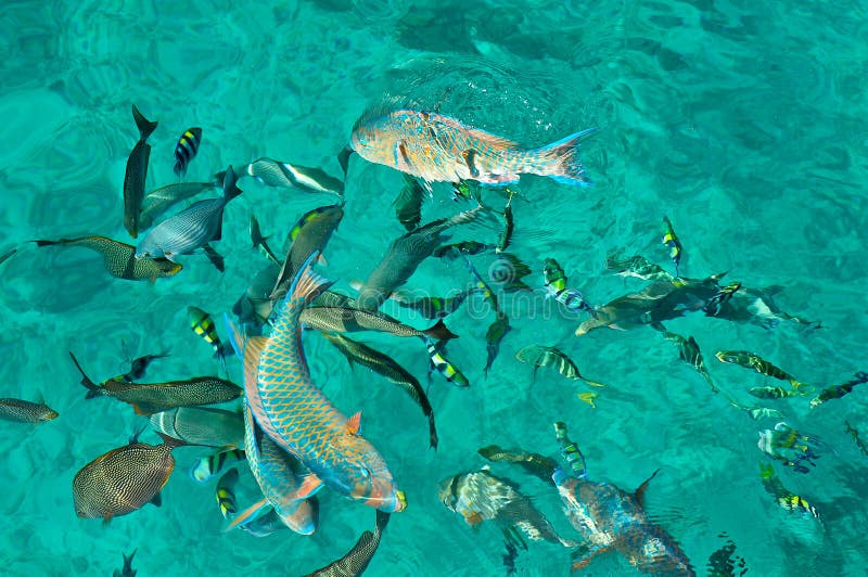 Sea Fiah Stock Photos - Free & Royalty-Free Stock Photos from Dreamstime