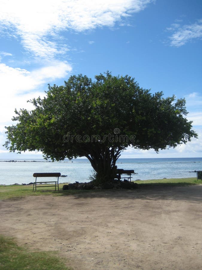 Sea Filao Tree stock photo. Image of view, beautiful - 12464754