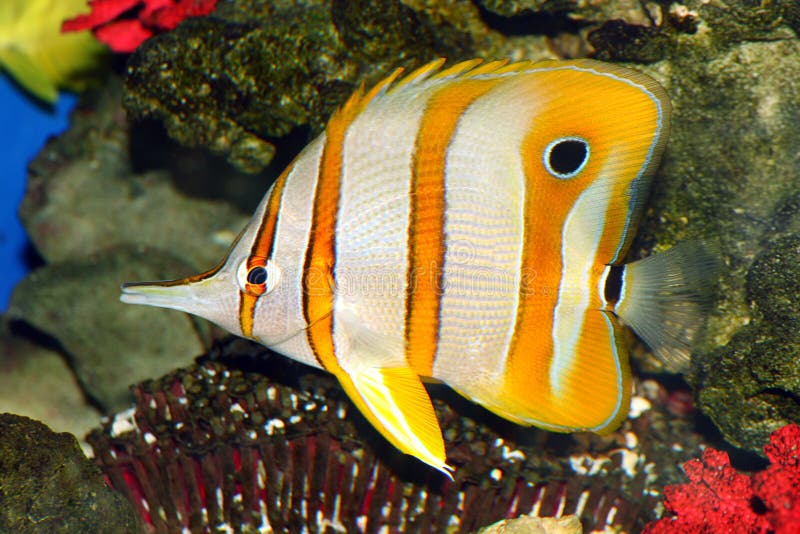 Banggai Cardinalfish - Pterapogon Kauderni Stock Photo - Image of ...