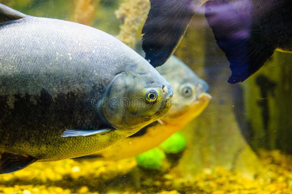 Sea fish stock photo. Image of fins, caribbean, salt - 166193986