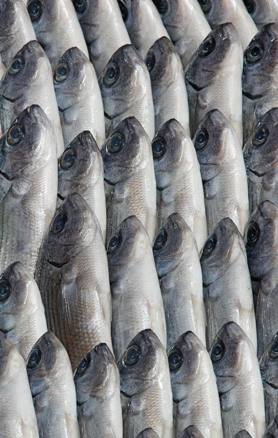 Sea fish stock photo. Image of kitchen, delicious, nature - 26241692
