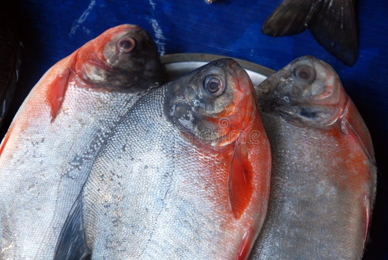 Sea Fish stock photo. Image of business, colour, seafish - 28458026