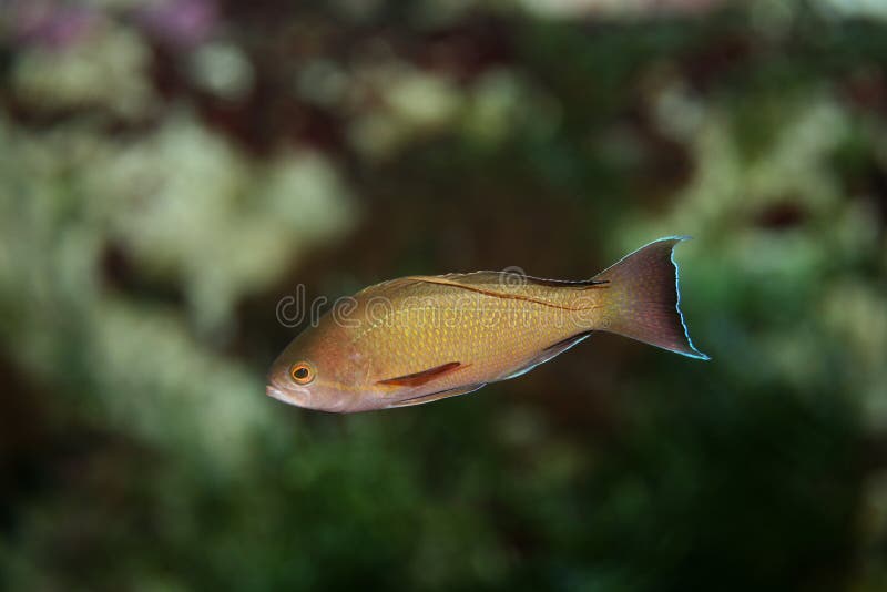 Sea fish stock image. Image of colors, feeding, zoology - 7374591