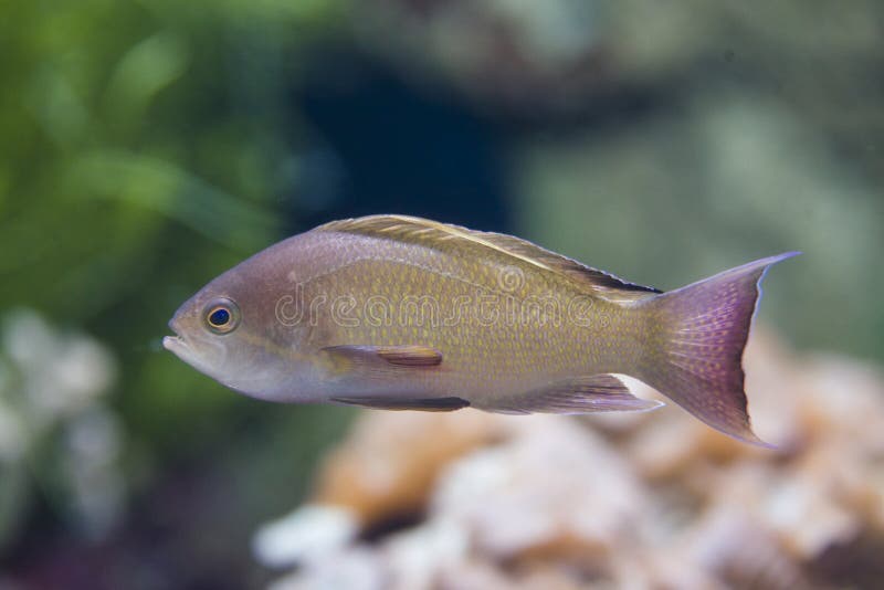 Stone sucker fish stock image. Image of icon, fauna, exotic - 6887295