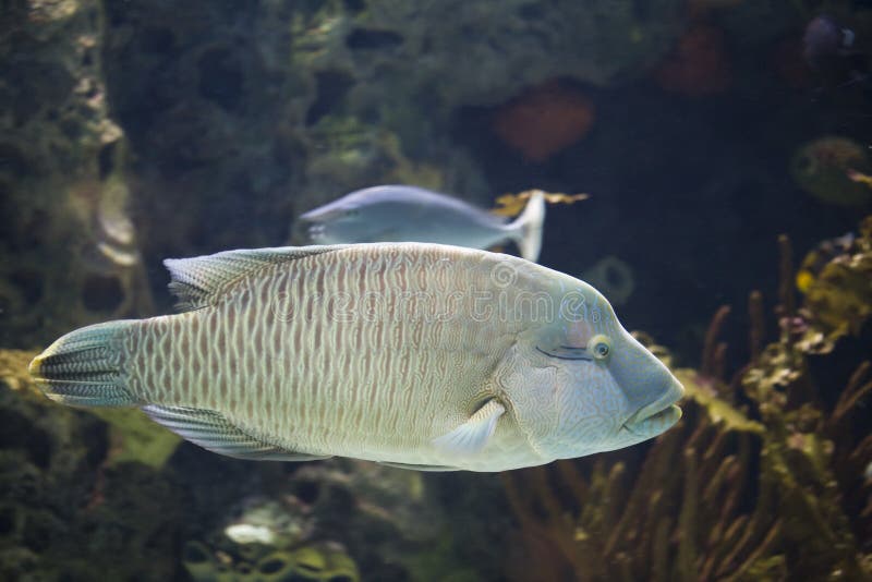 Sea fish stock image. Image of saltwater, tropical, creature - 7409317