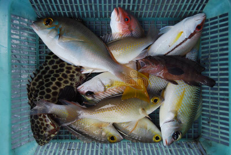 Sea fish in the basket stock photo. Image of prey, hook - 14063022