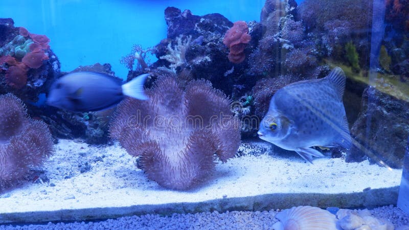 Aquarium with fish stock photo. Image of house, green - 155487110